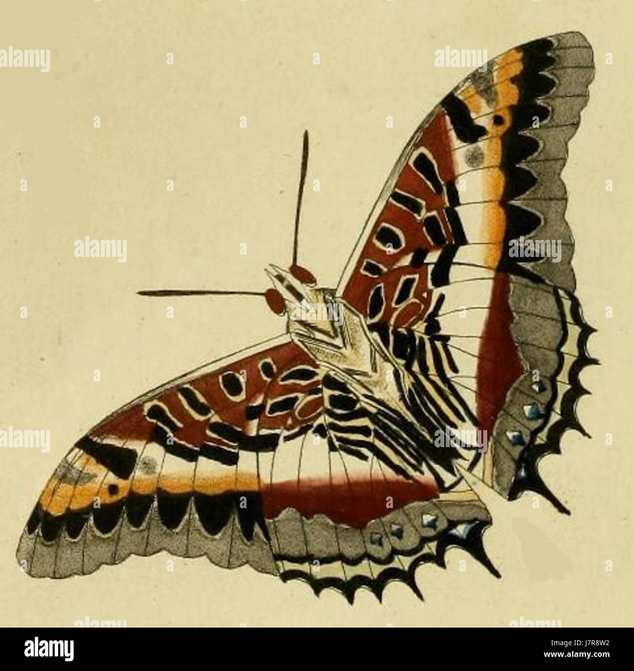Charaxes castor cramer1 Stock Photo - Alamy
