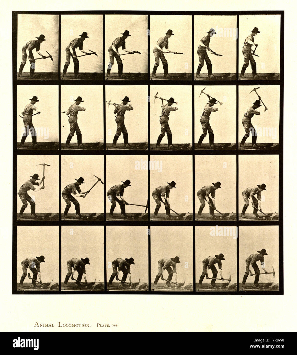 Plate 386 from the work *Animal Locomotion* by Eadweard Muybridge ...