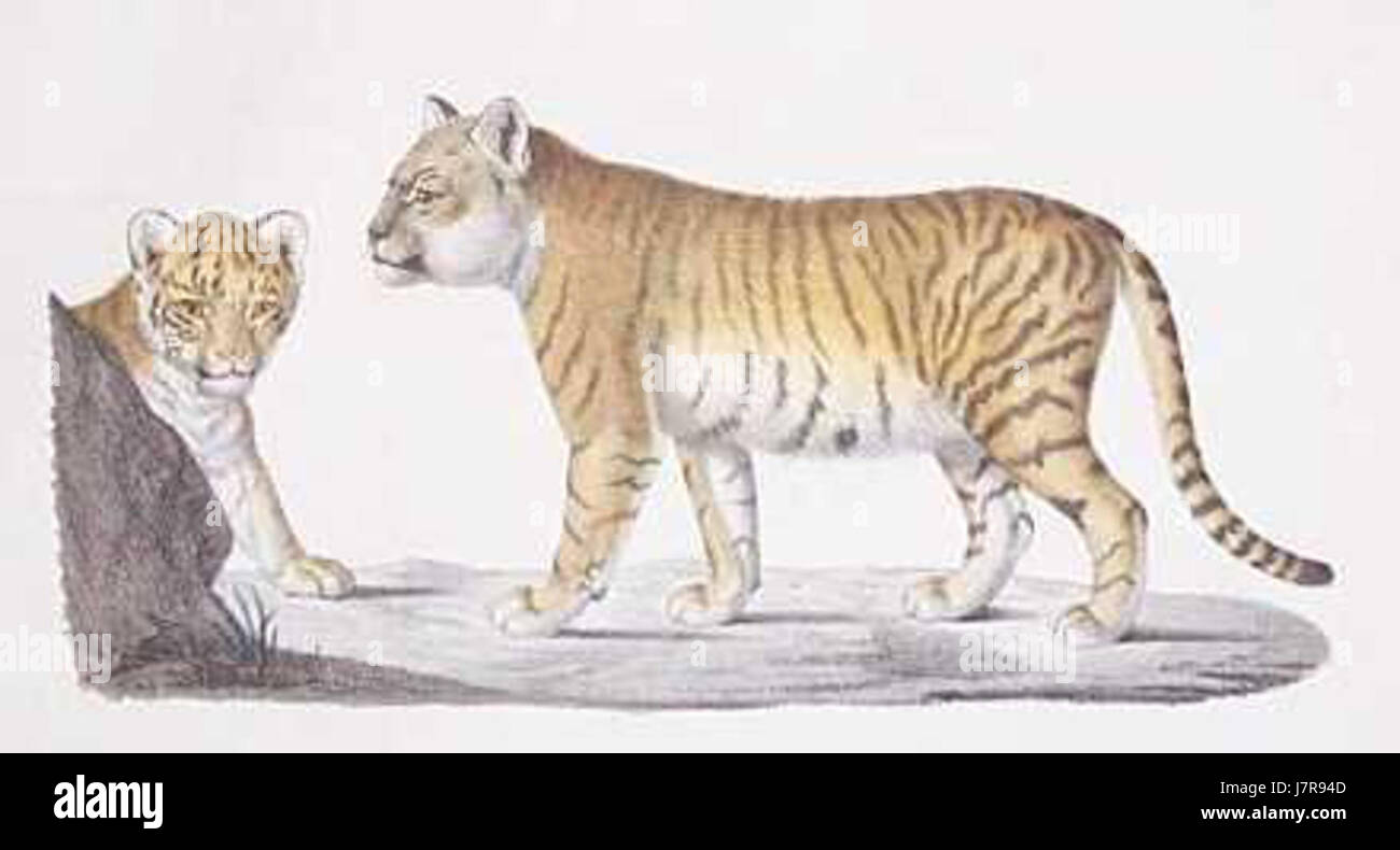 The liger, a hybrid cross between a male lion and a female tiger, is ...