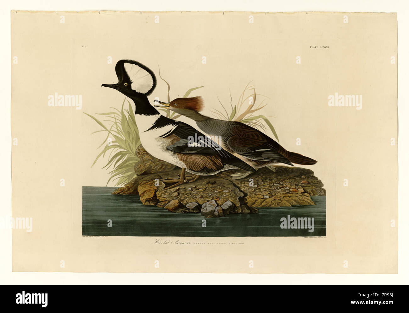 The Hooded Merganser (Lophodytes cucullatus) is a species of freshwater ...