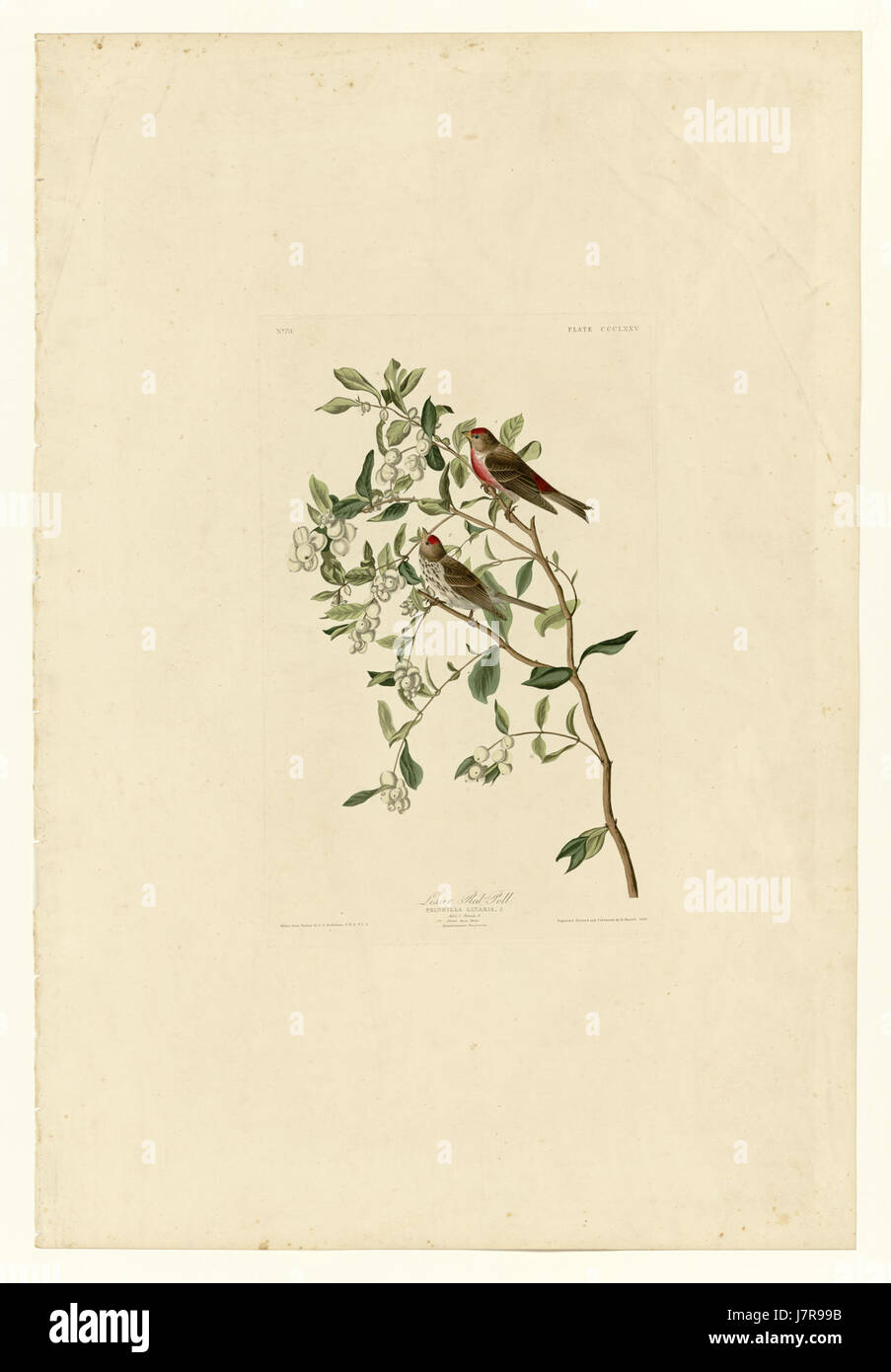 Lesser red poll hi-res stock photography and images - Alamy