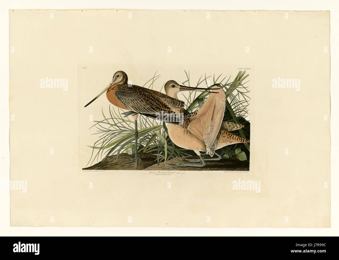 Godwit drawing hi-res stock photography and images - Alamy