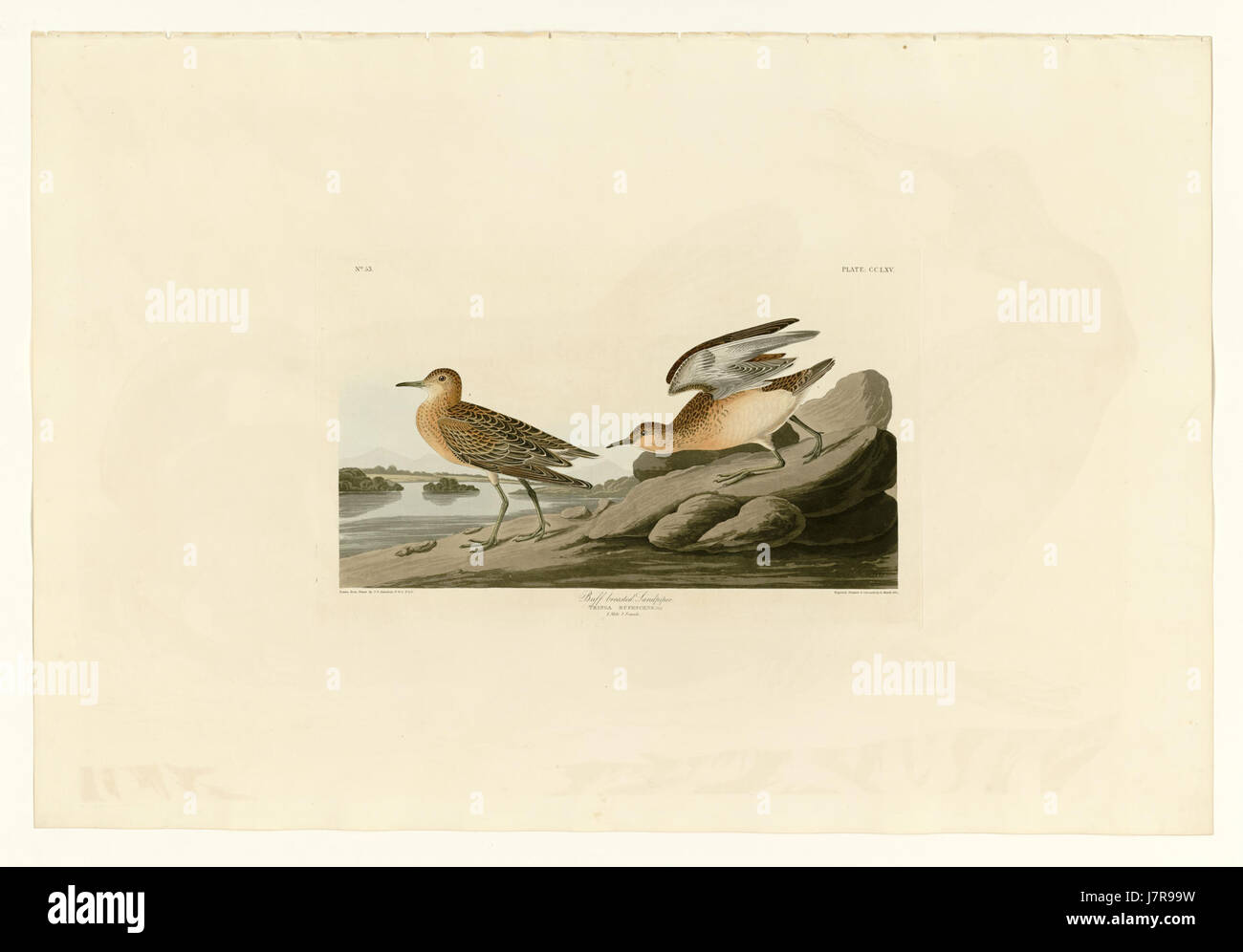 265 Buff breasted Sandpiper Stock Photo - Alamy