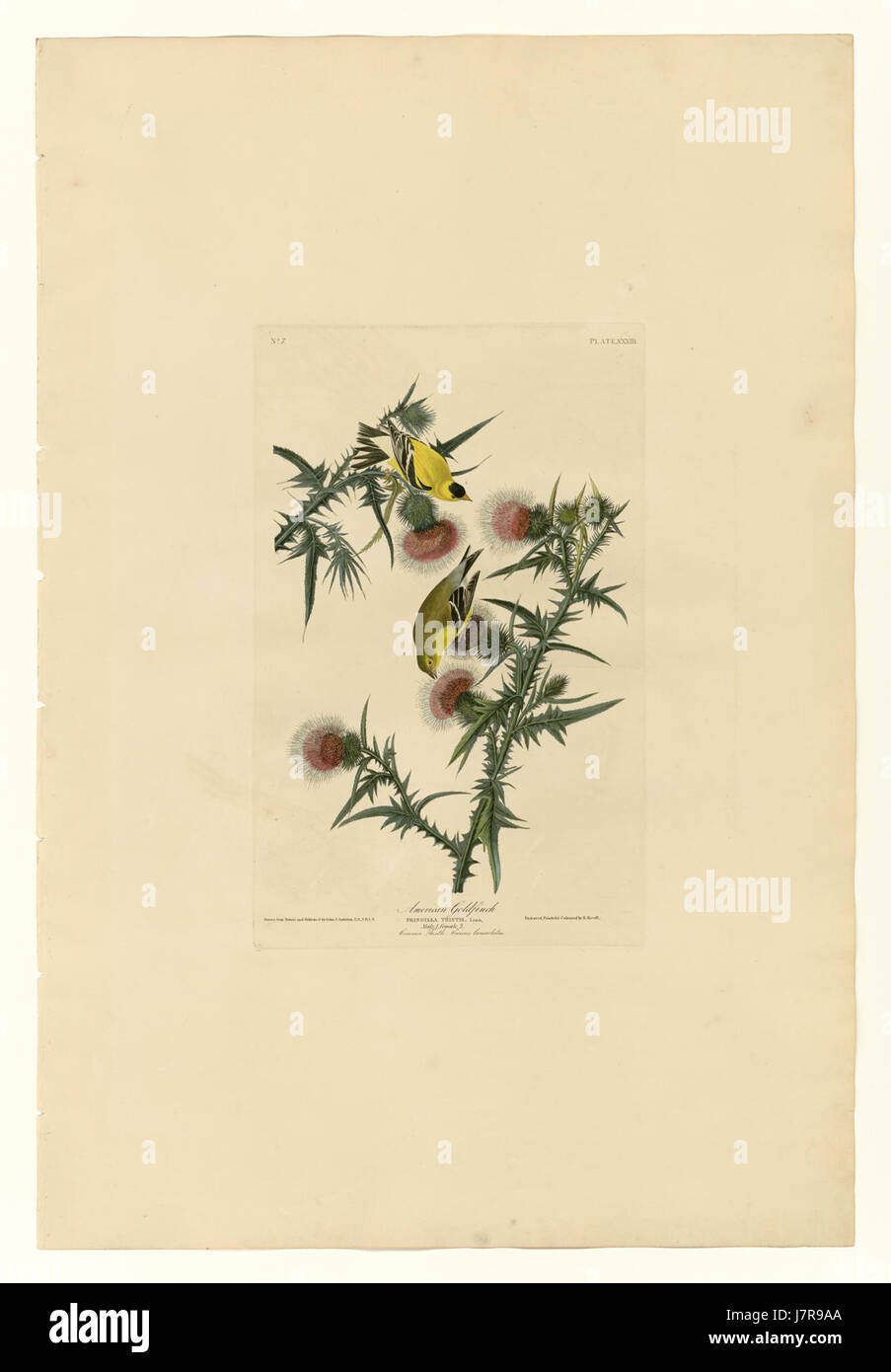 The goldfinch cover hi-res stock photography and images - Alamy