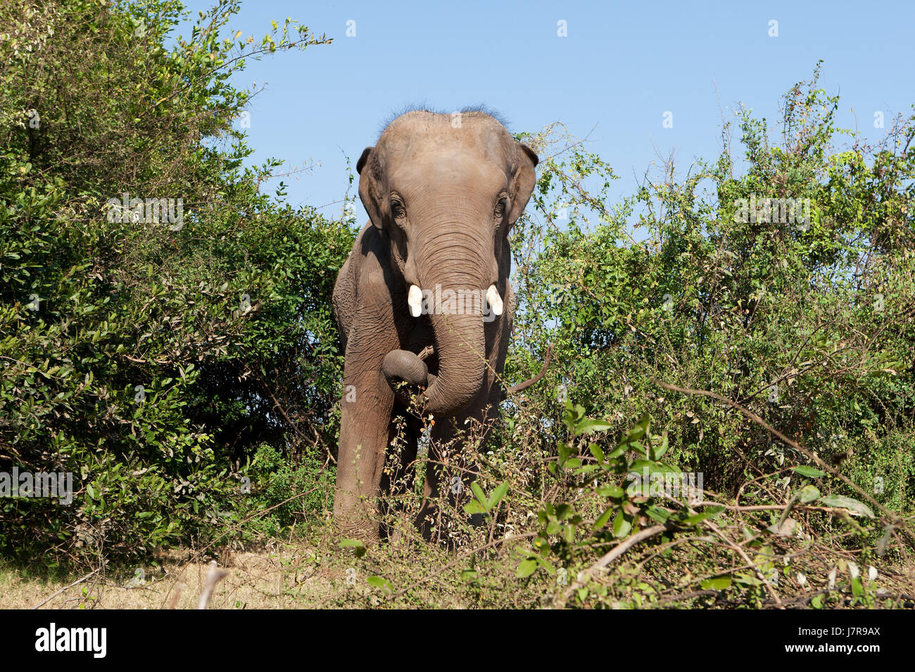 elephant big large enormous extreme powerful imposing immense relevant ...