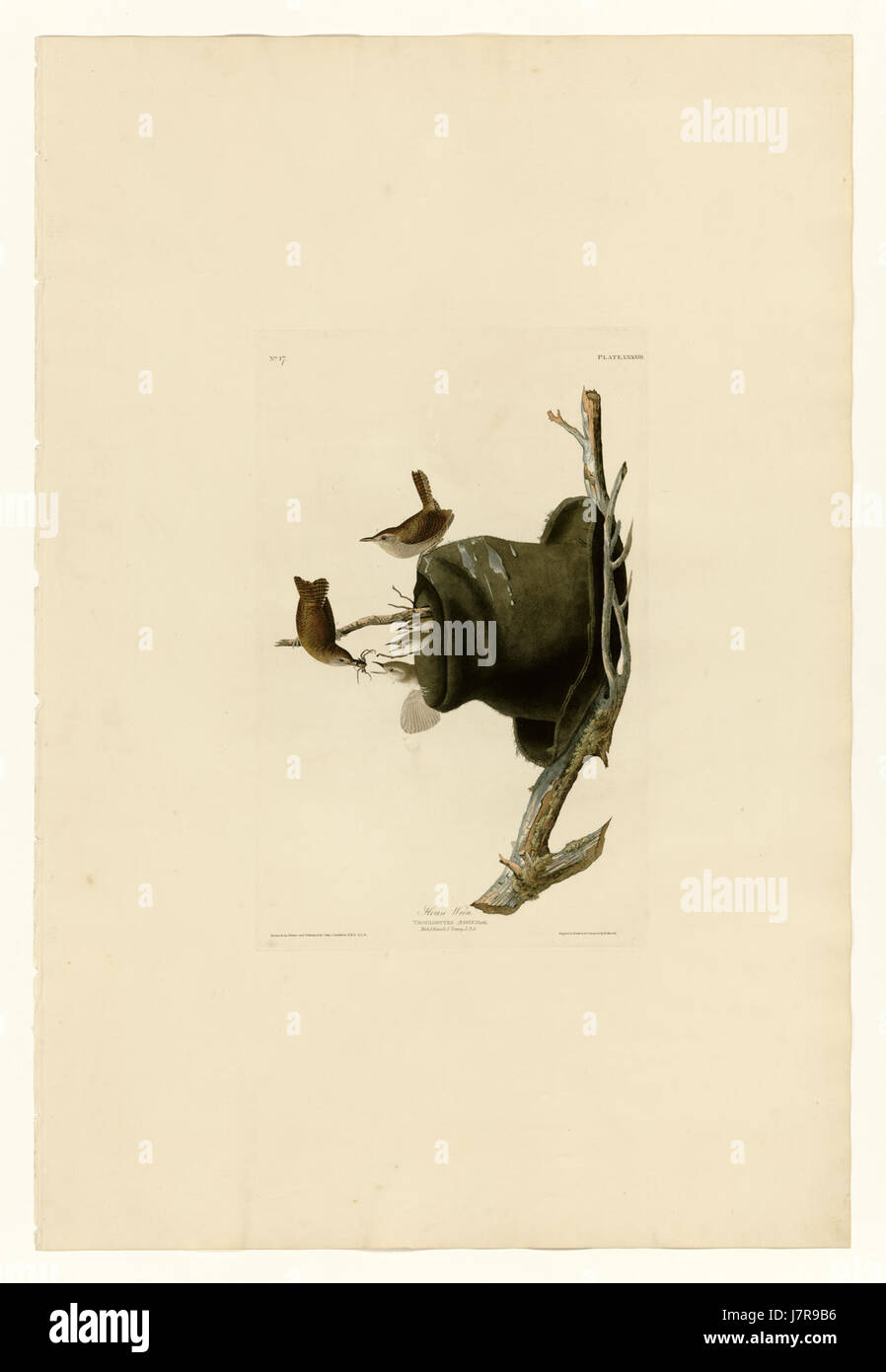 The House Wren (Troglodytes aedon) is a small songbird native to North ...