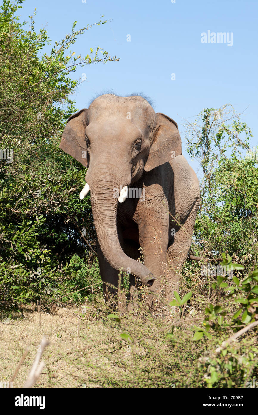 elephant big large enormous extreme powerful imposing immense relevant ...