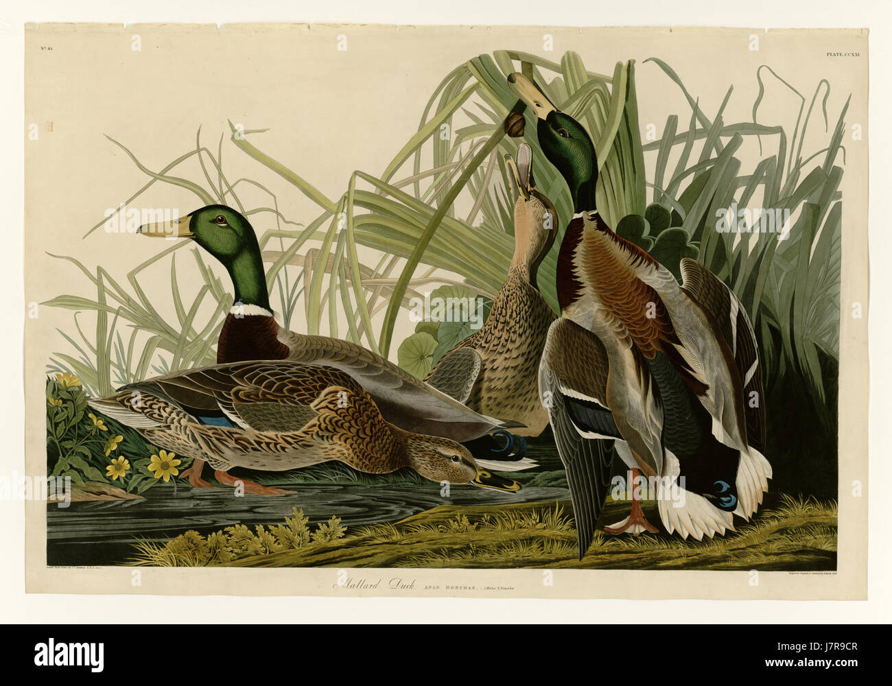 Map of mallard hi-res stock photography and images - Alamy