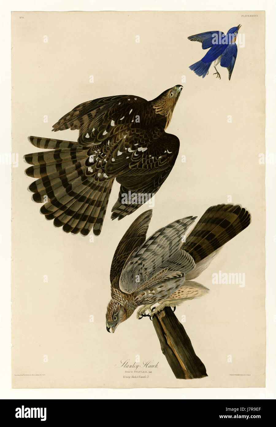 '36 Stanley Hawk' refers to an aircraft model, possibly a vintage plane ...