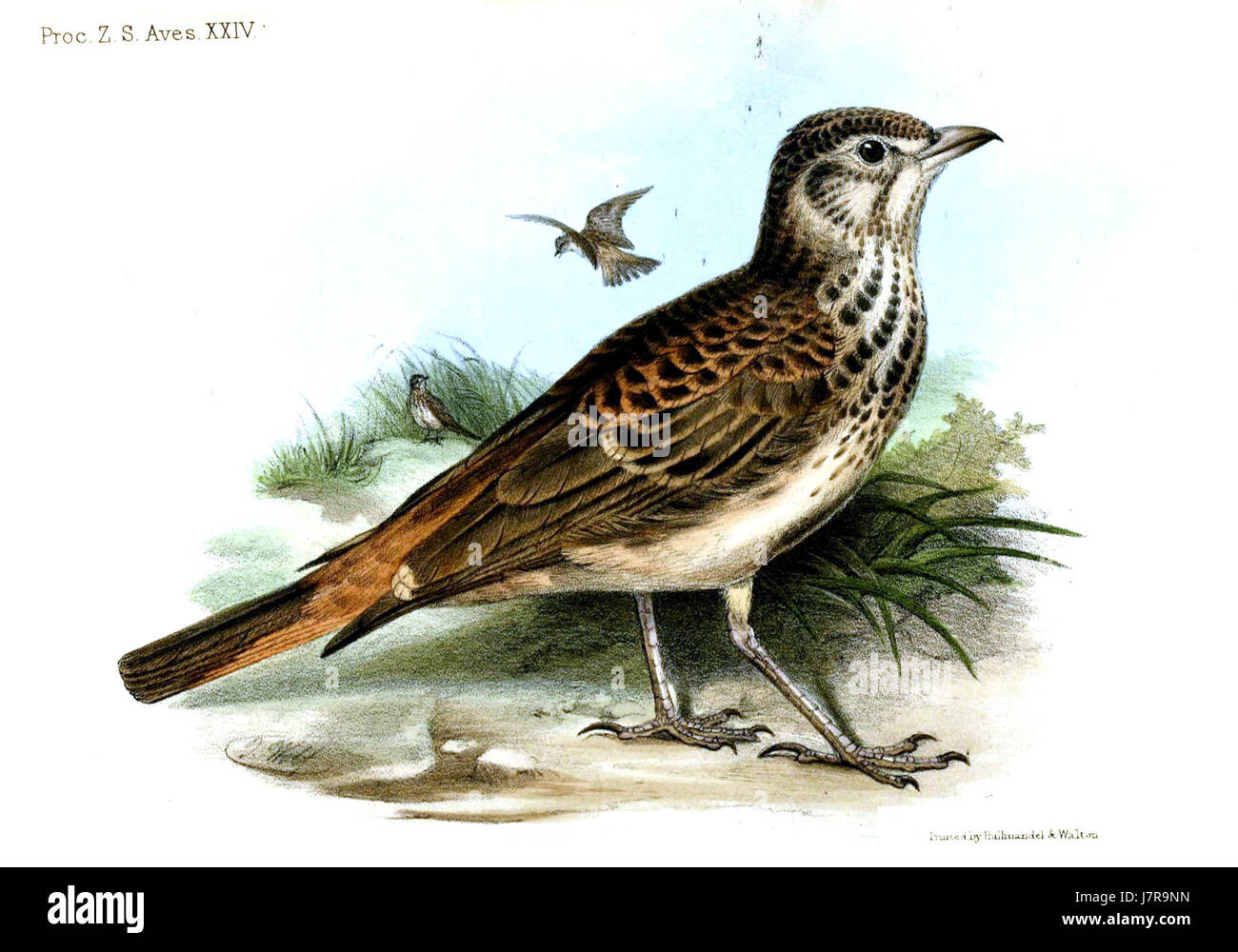 A scientific name for the bird species known as the Red-shouldered Lark ...