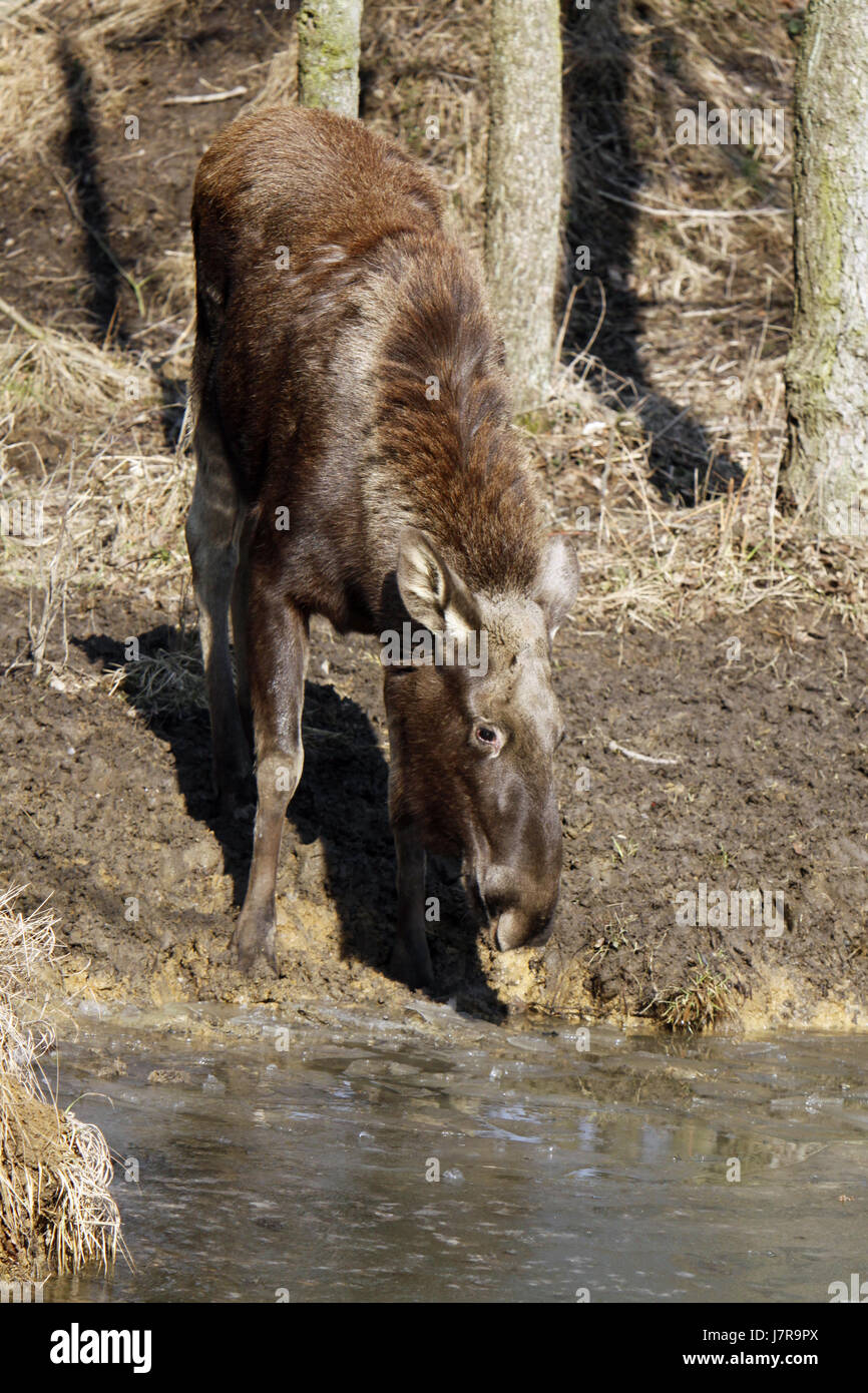 bull cow elk waters animal mammal asia bull portrait europe wet cow ...