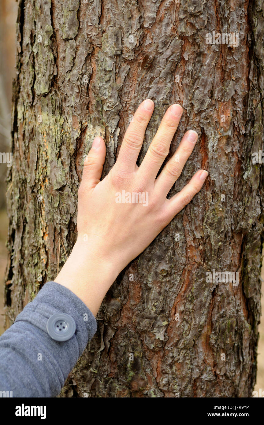 hand environment enviroment tree trunk touch forest location shot ...