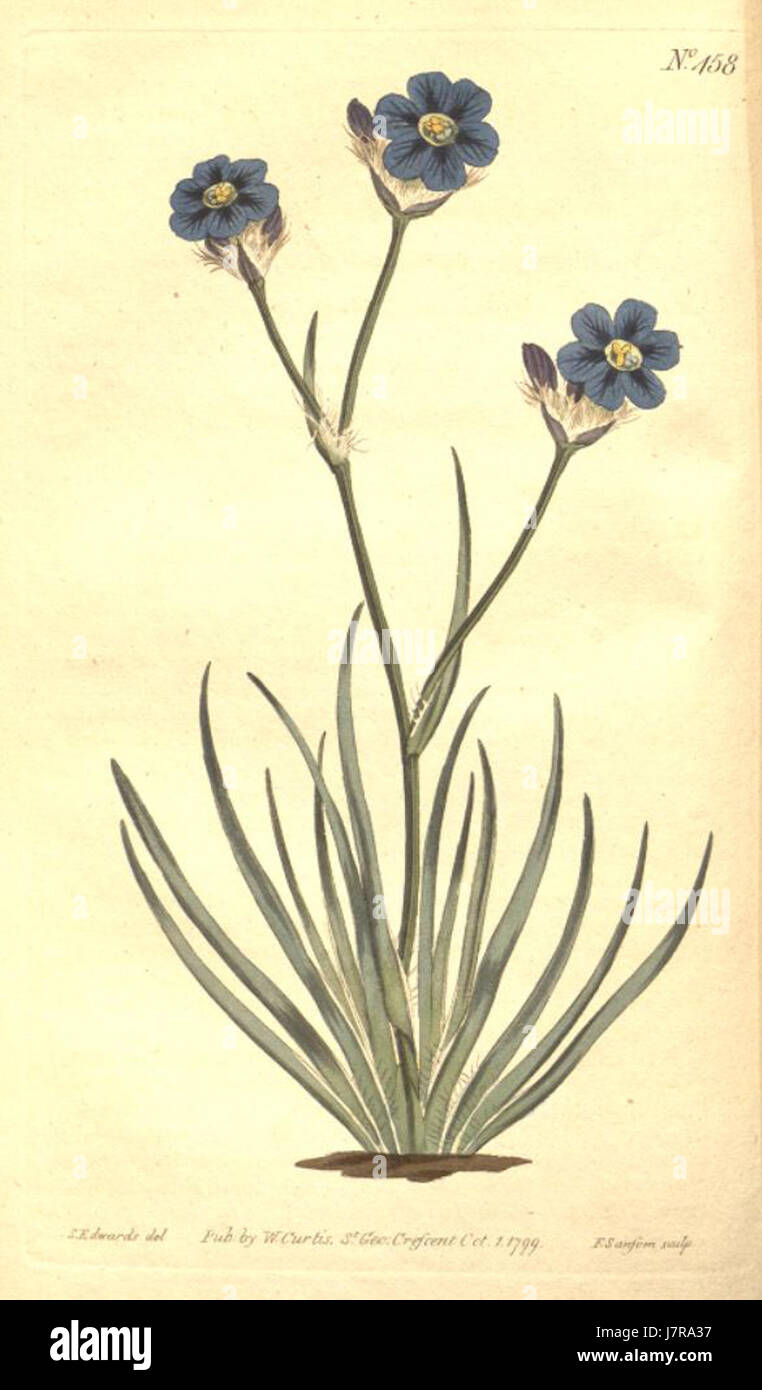 Aristea hi-res stock photography and images - Alamy