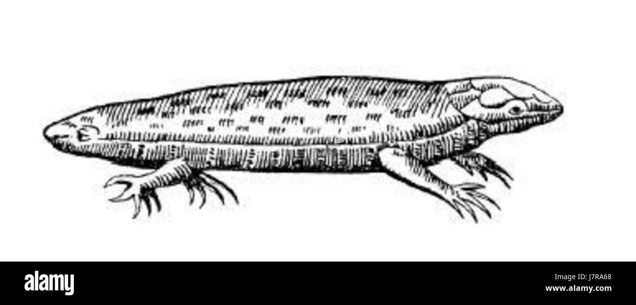 The Tatzelwurm is a mythical creature from Alpine folklore, often ...
