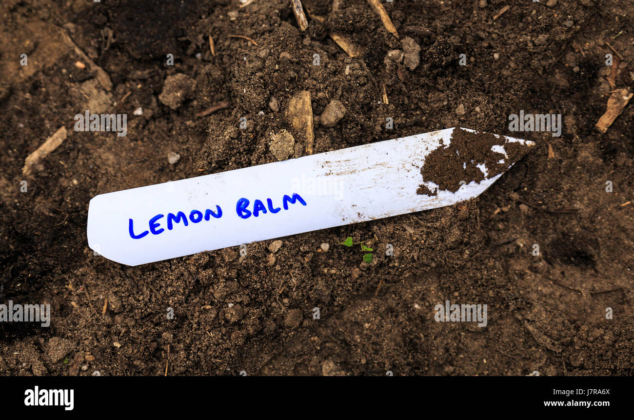 White lemon balm seedling label on dark garden soil Stock Photo - Alamy