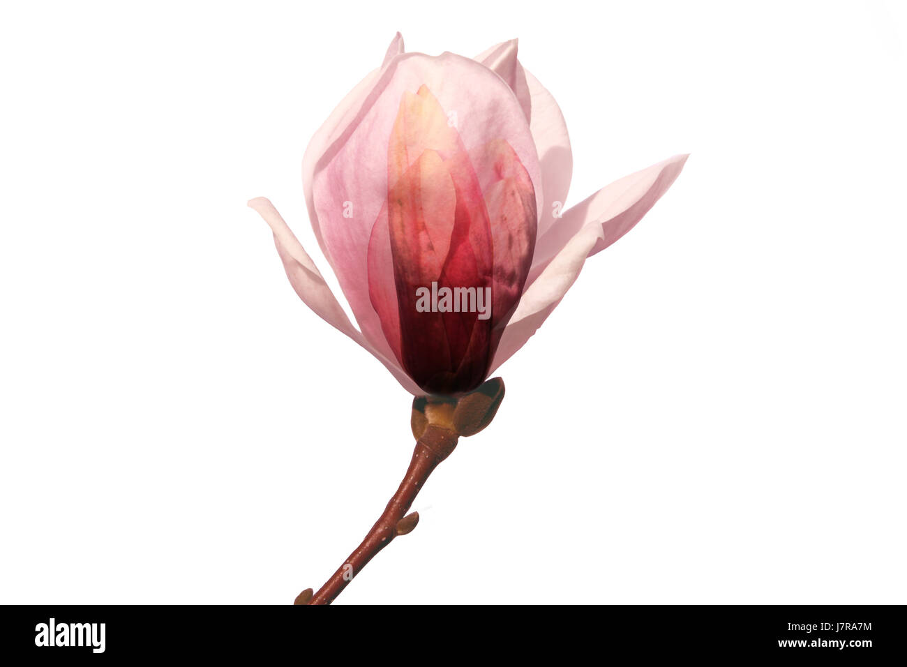 Magnolienbaum magnolia tree Cut Out Stock Images & Pictures - Alamy