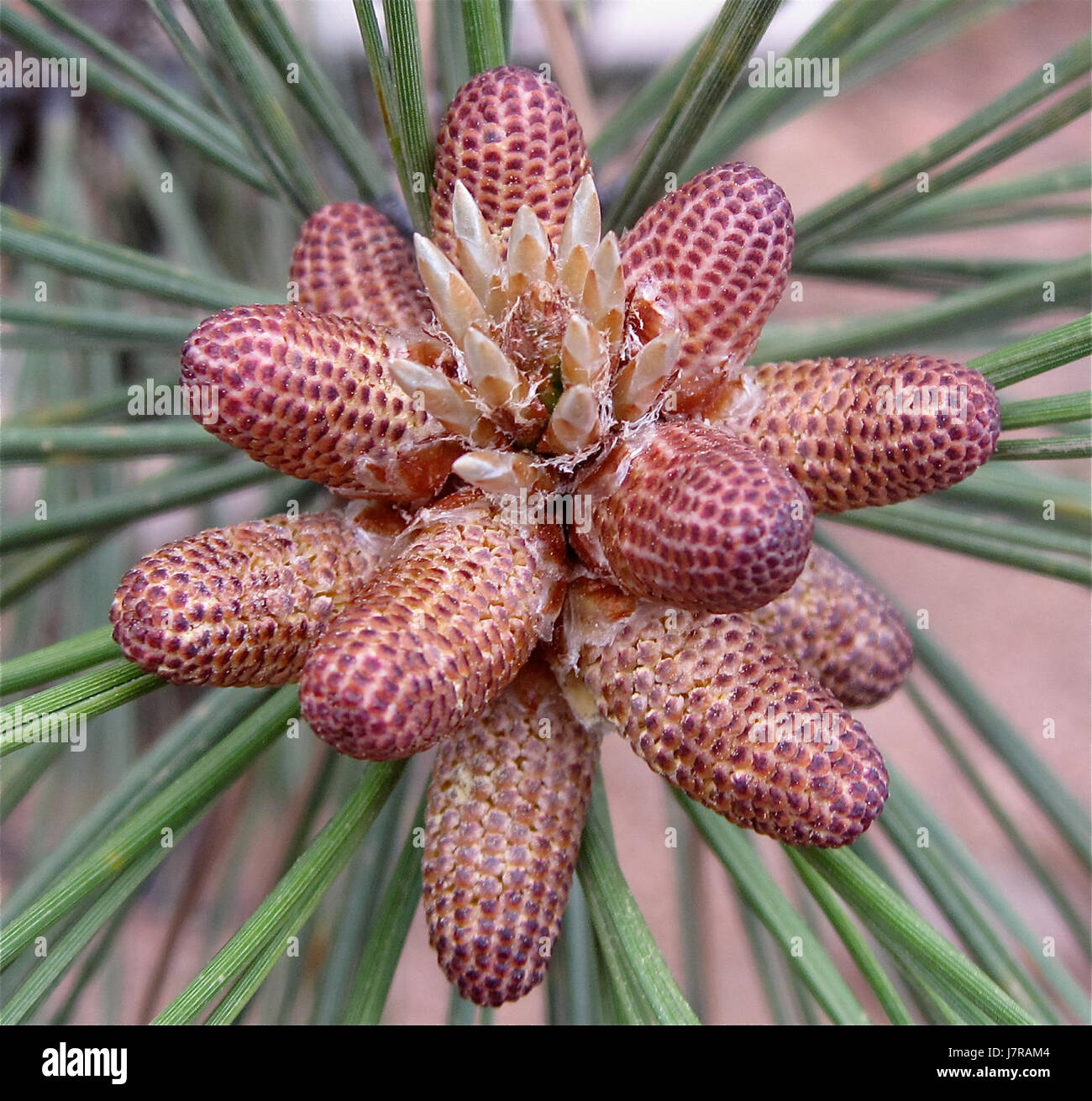 Seed growth stages hi-res stock photography and images - Alamy