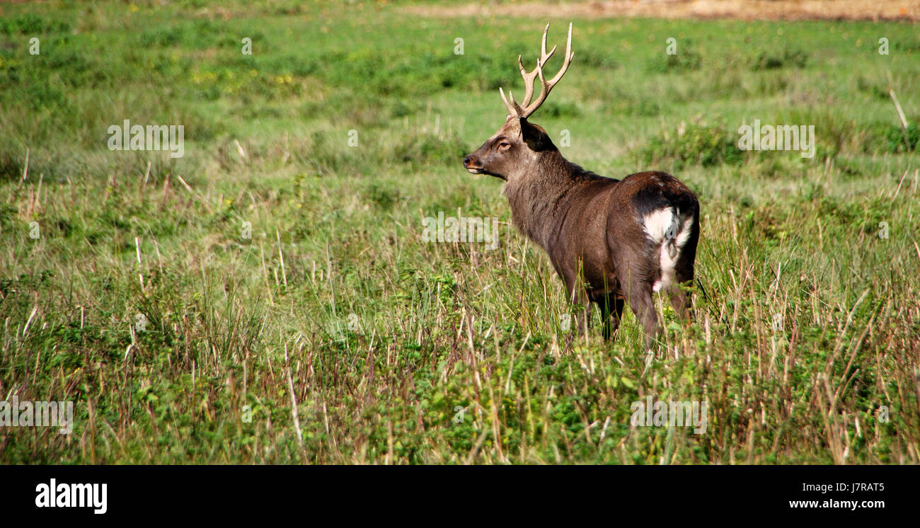 animal game reserve stags fallow deer mating season hunting chase ...