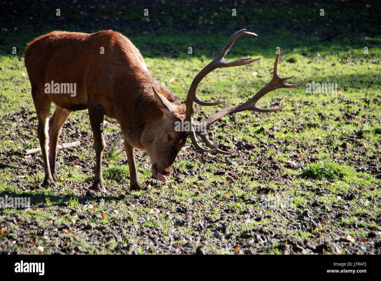 animal game reserve deer deer stag hunting chase forest hart stag ...