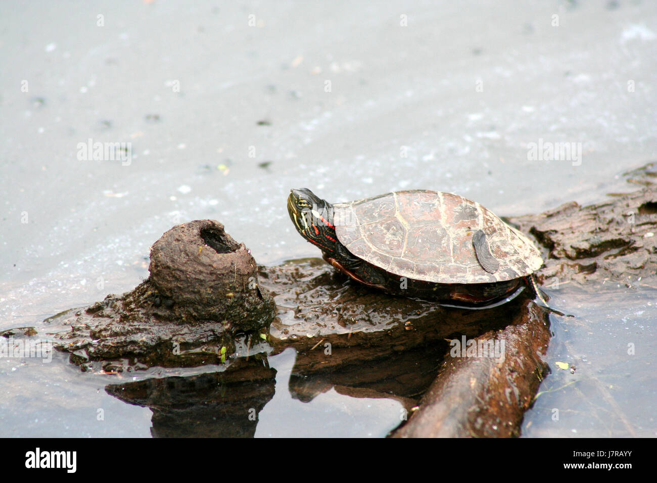 isolated animal reptile amphibian shell feet creature wildlife reptiles ...