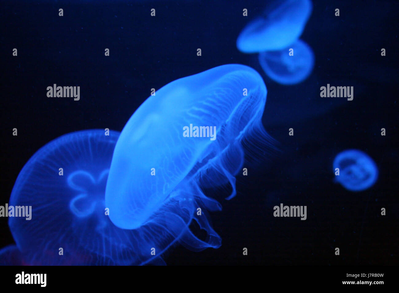 blue animal aquarium fish underwater float sting wildlife deep navy ...
