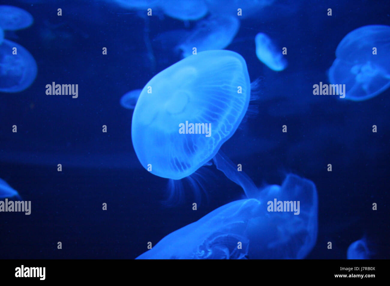 blue animal aquarium fish underwater float sting wildlife deep navy ...