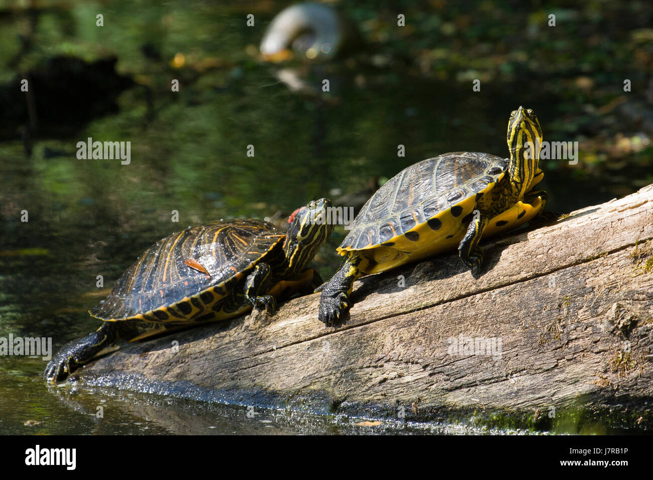 reptiles turtles fresh water lake inland water water trunk europe hesse ...