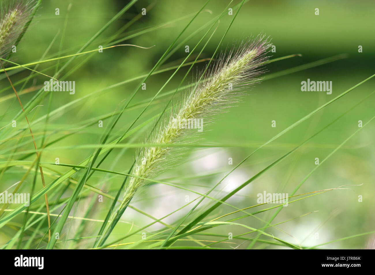 field summer summerly grasses spring wheat blades growth vegetation ...