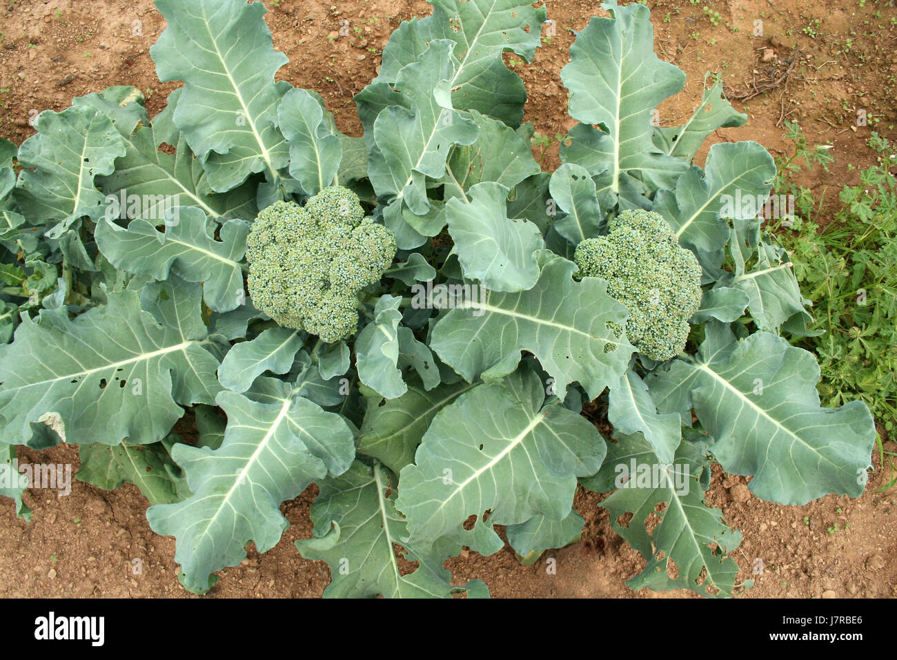 food aliment health closeup agriculture farming field freshness ...