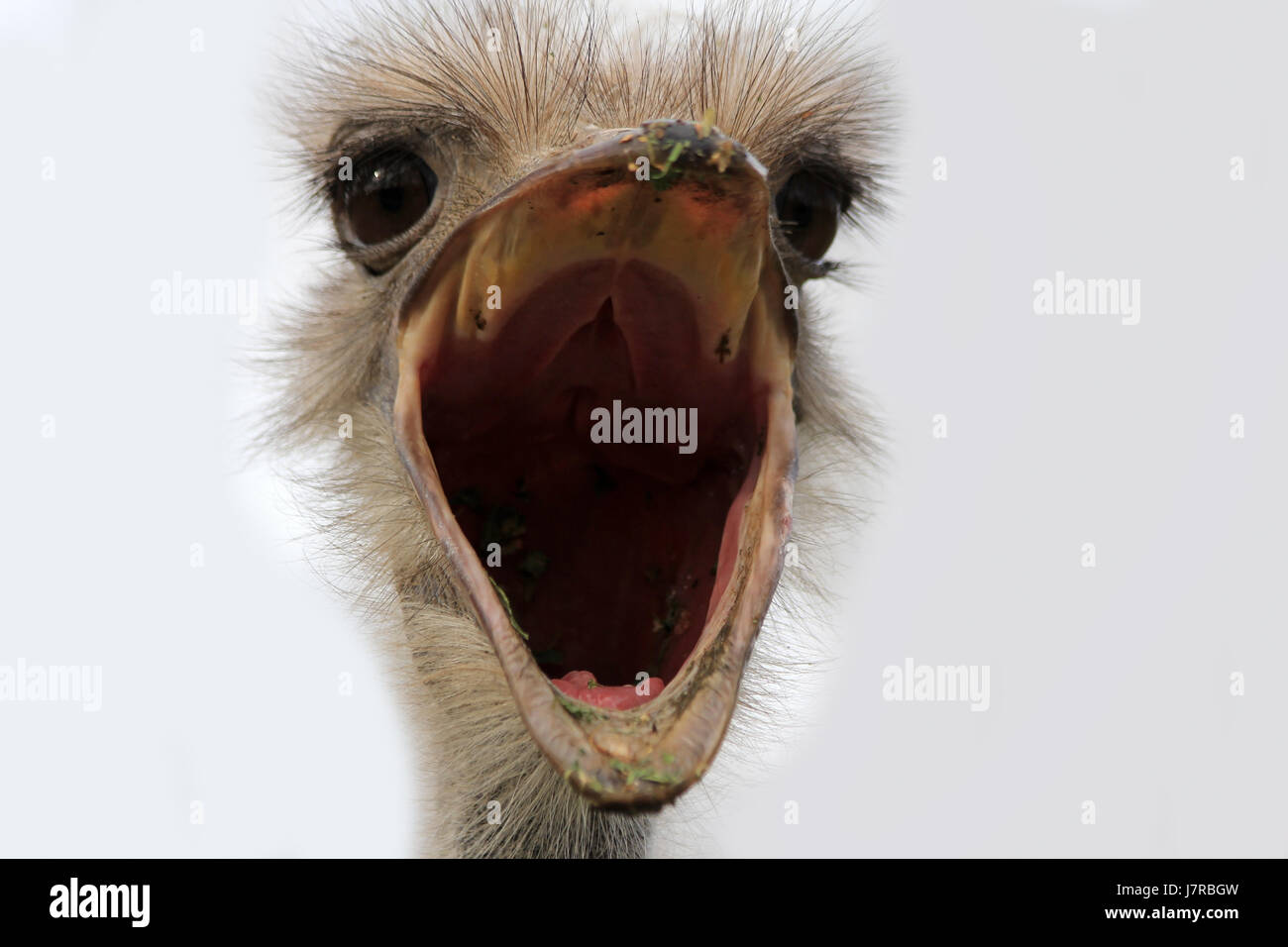 animal bird tongue birds beak funny beaks nature animal bird mouth ...