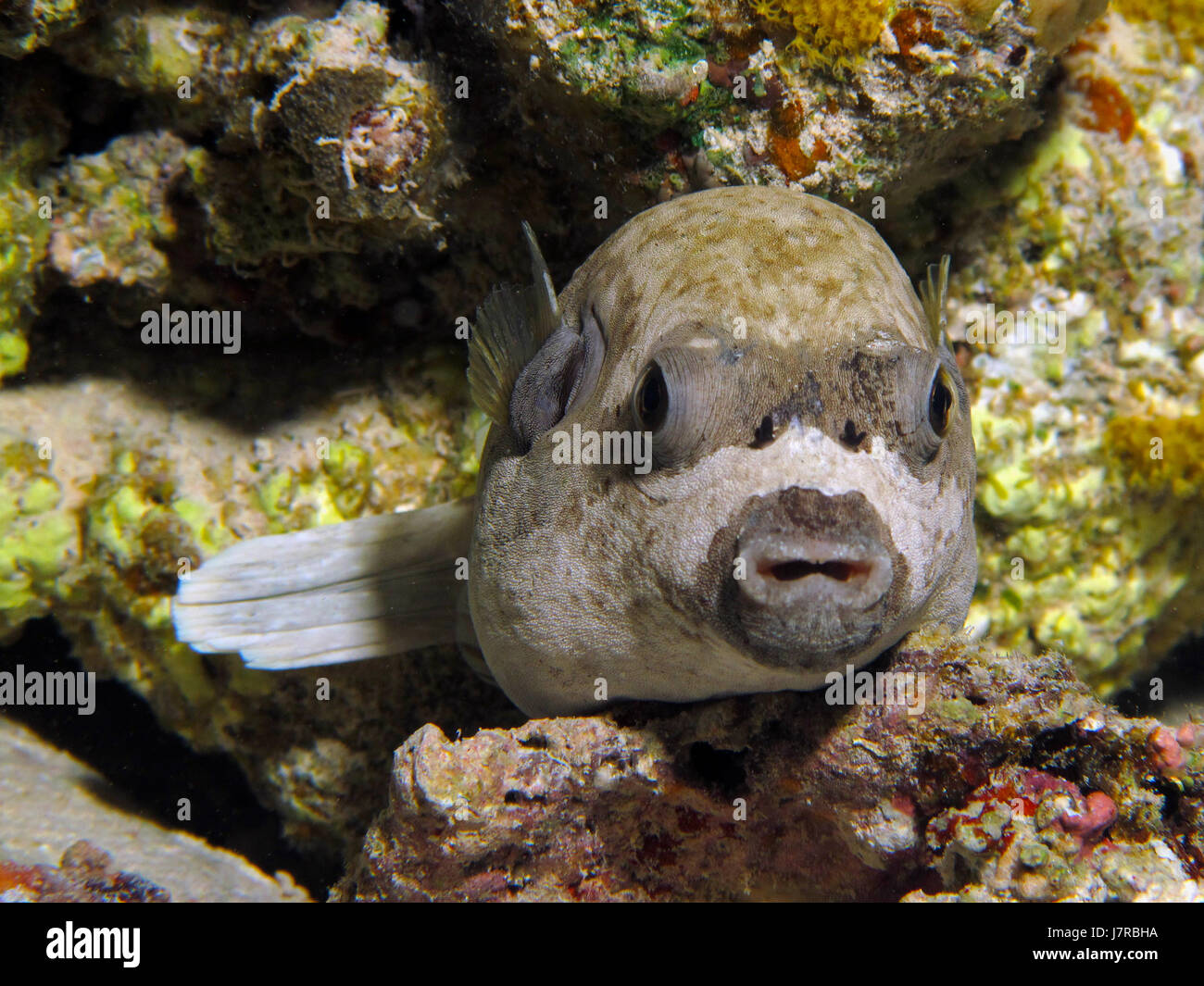 masks pufferfish in the red sea Stock Photo - Alamy