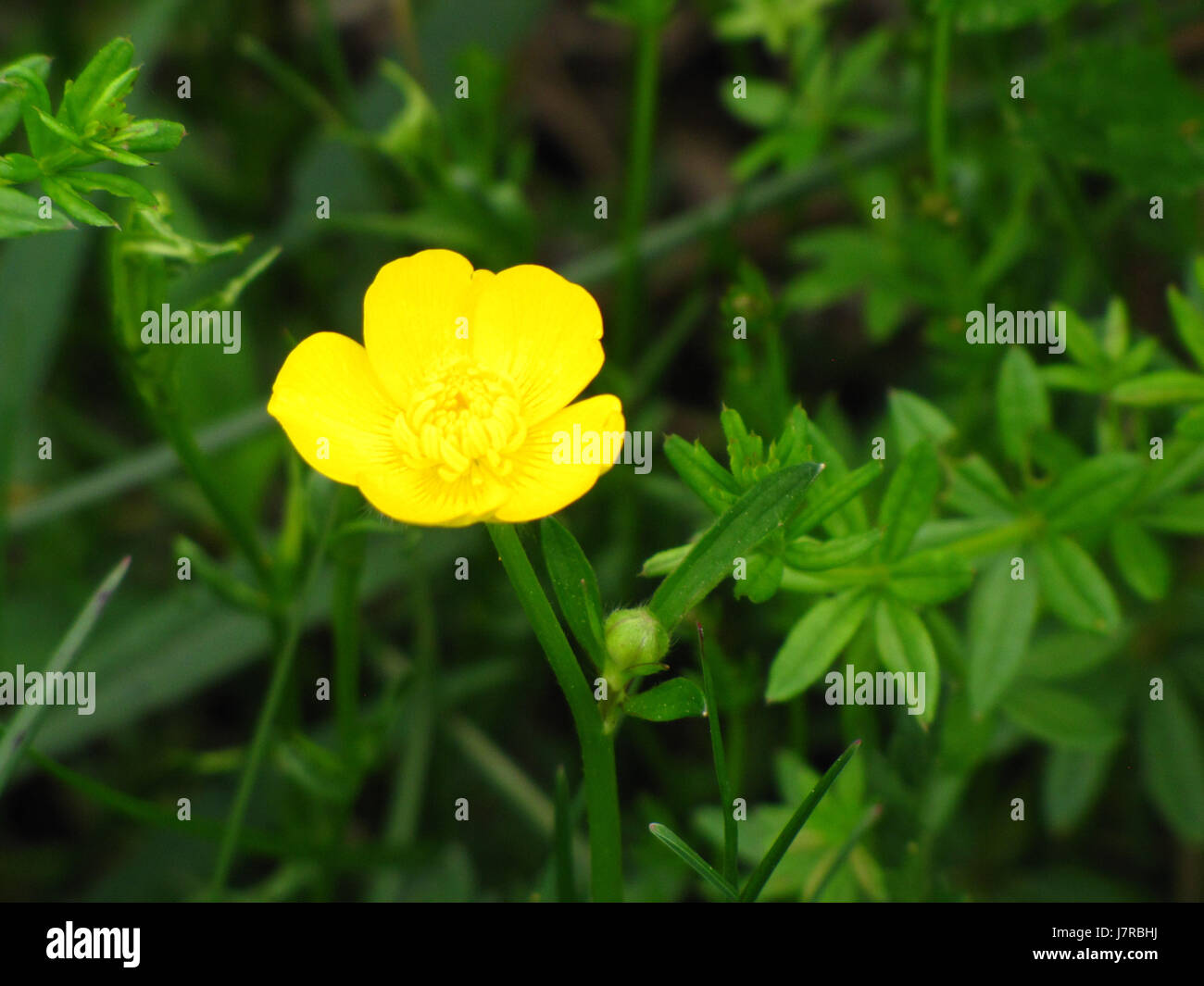 Buttercup bush hi-res stock photography and images - Alamy