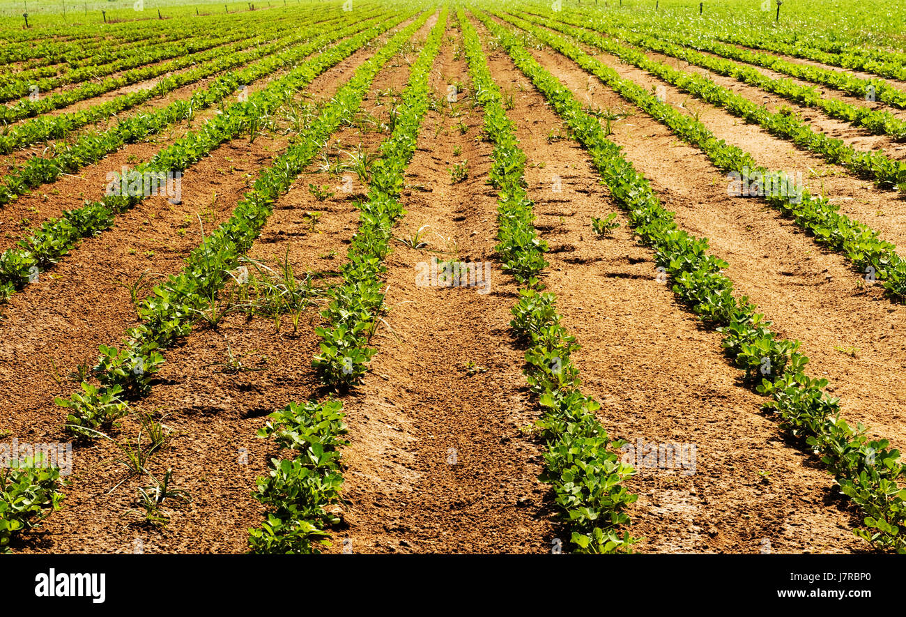 agriculture farming field farm cultivated vegetables agricultural ...