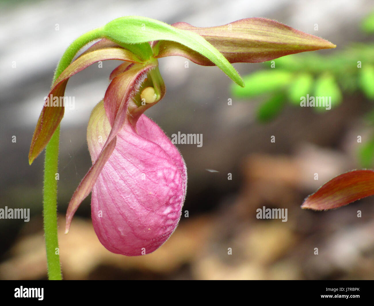 Lady's slipper orchid at Gaetz Brook NS Stock Photo - Alamy