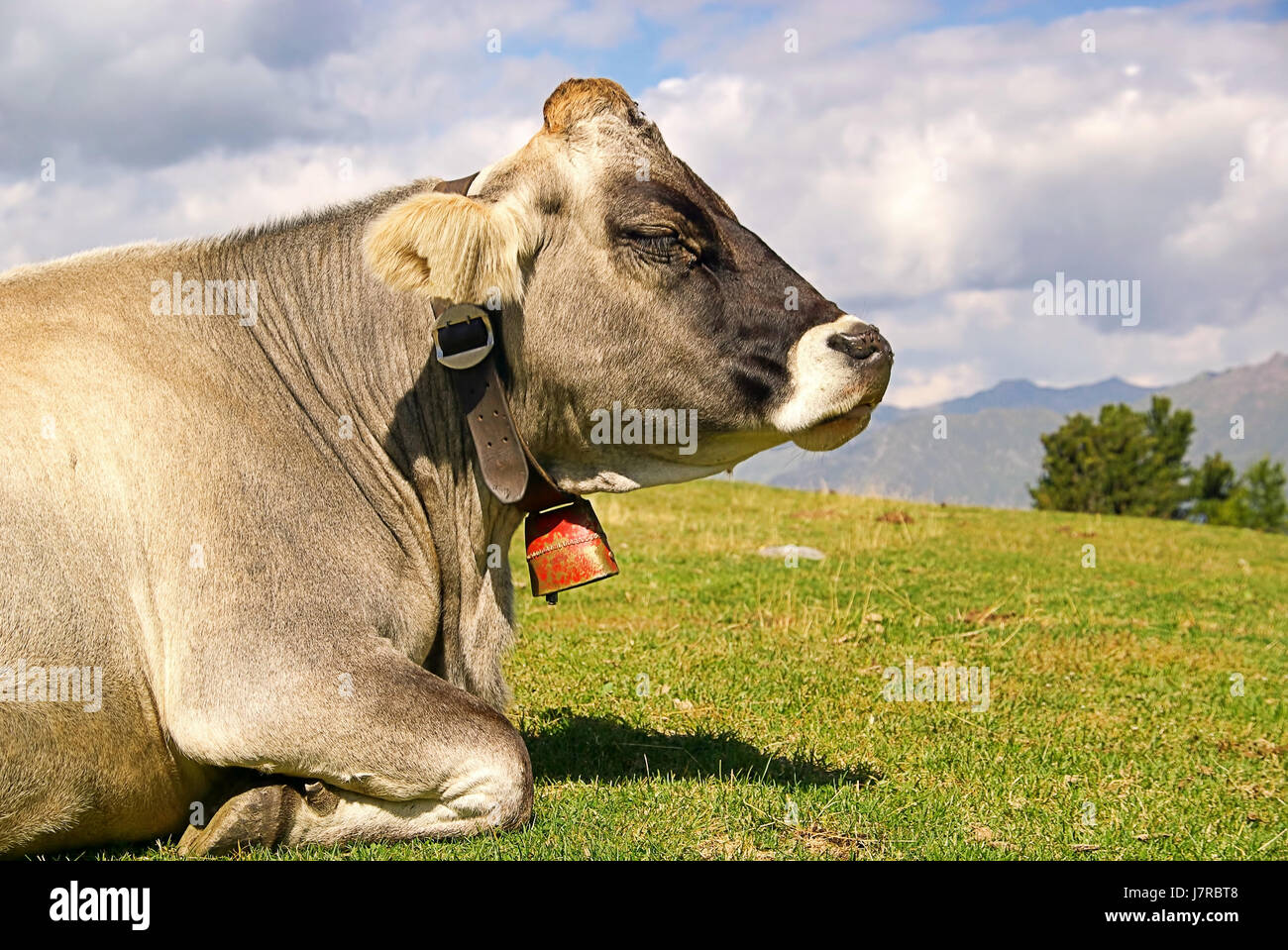 almkuh - alp cow 25 Stock Photo - Alamy