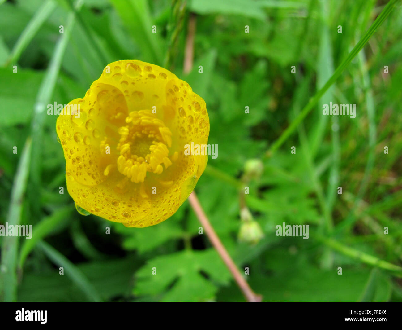 Wild buttercup hi-res stock photography and images - Alamy