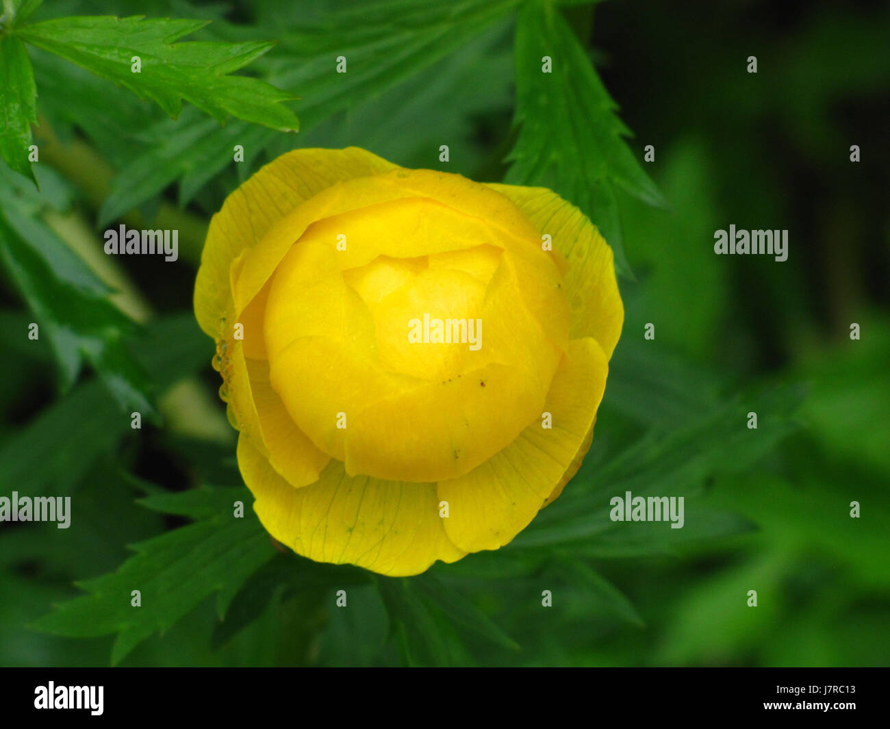 English buttercup in a garden at East Chezzetcook Nova Scotia Stock ...