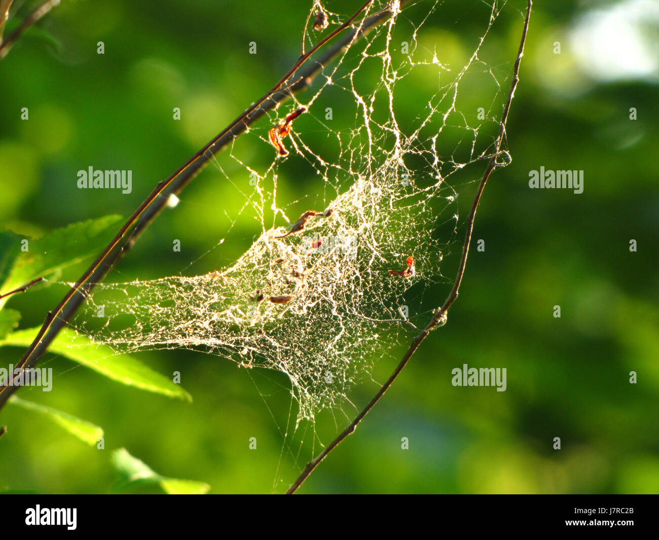 Spider web on branch at East Chezzetcook NS Stock Photo - Alamy