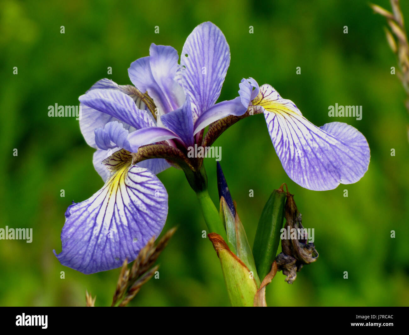 Blue flag iris hi-res stock photography and images - Alamy