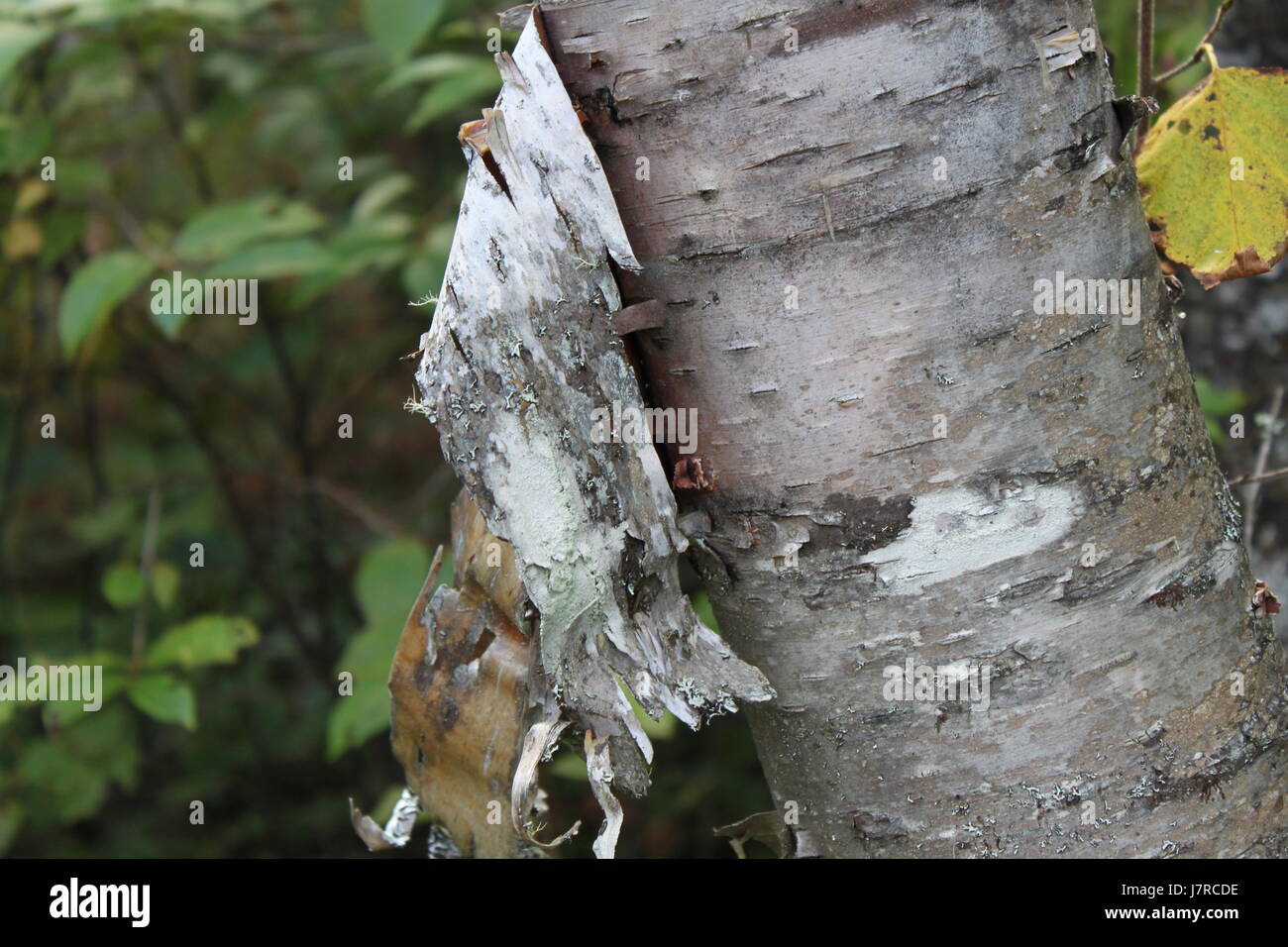 Birch trees with loose bark at Kejimkujik National Park, Nova Scotia ...