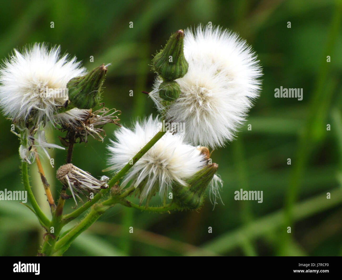 Seed puffs ready to fly at Conrod Settlement NS Stock Photo - Alamy