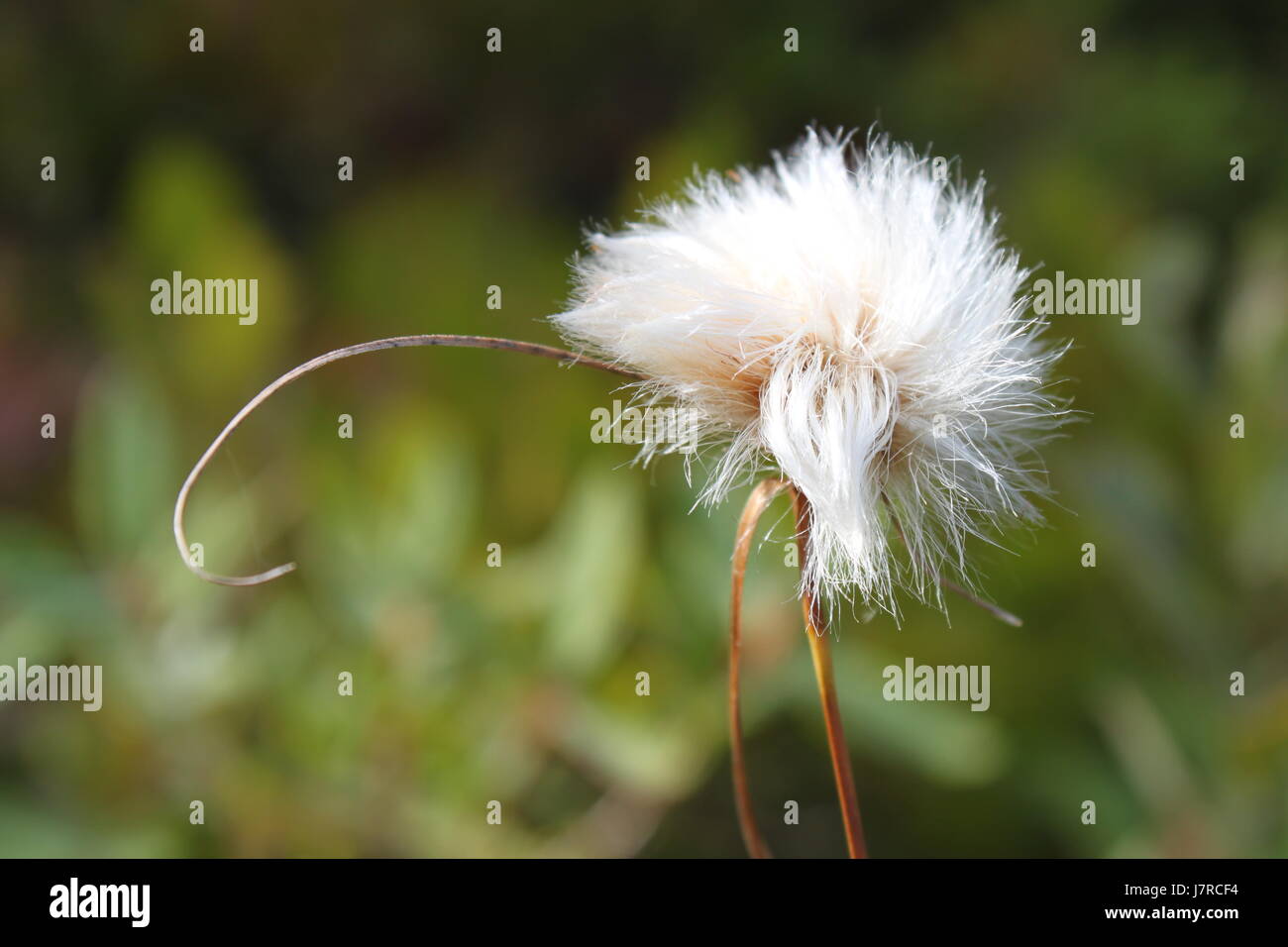 Seed puffs ready to fly at Conrod Settlement NS Stock Photo - Alamy