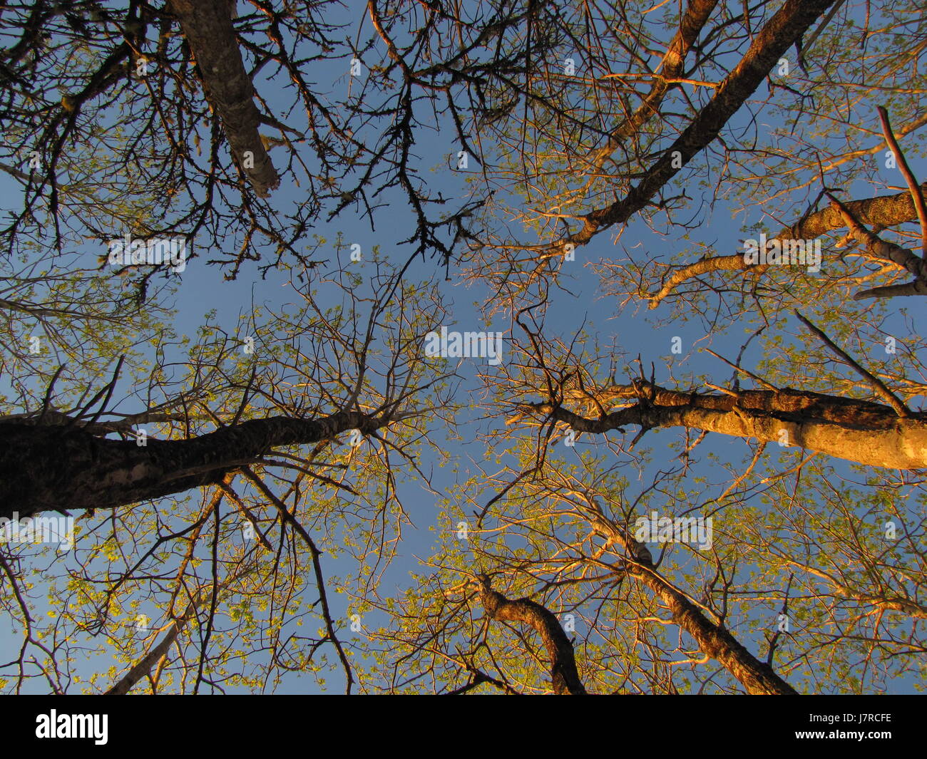 Looking skyward through poplar and spruce trees at East Chezzetcook NS ...
