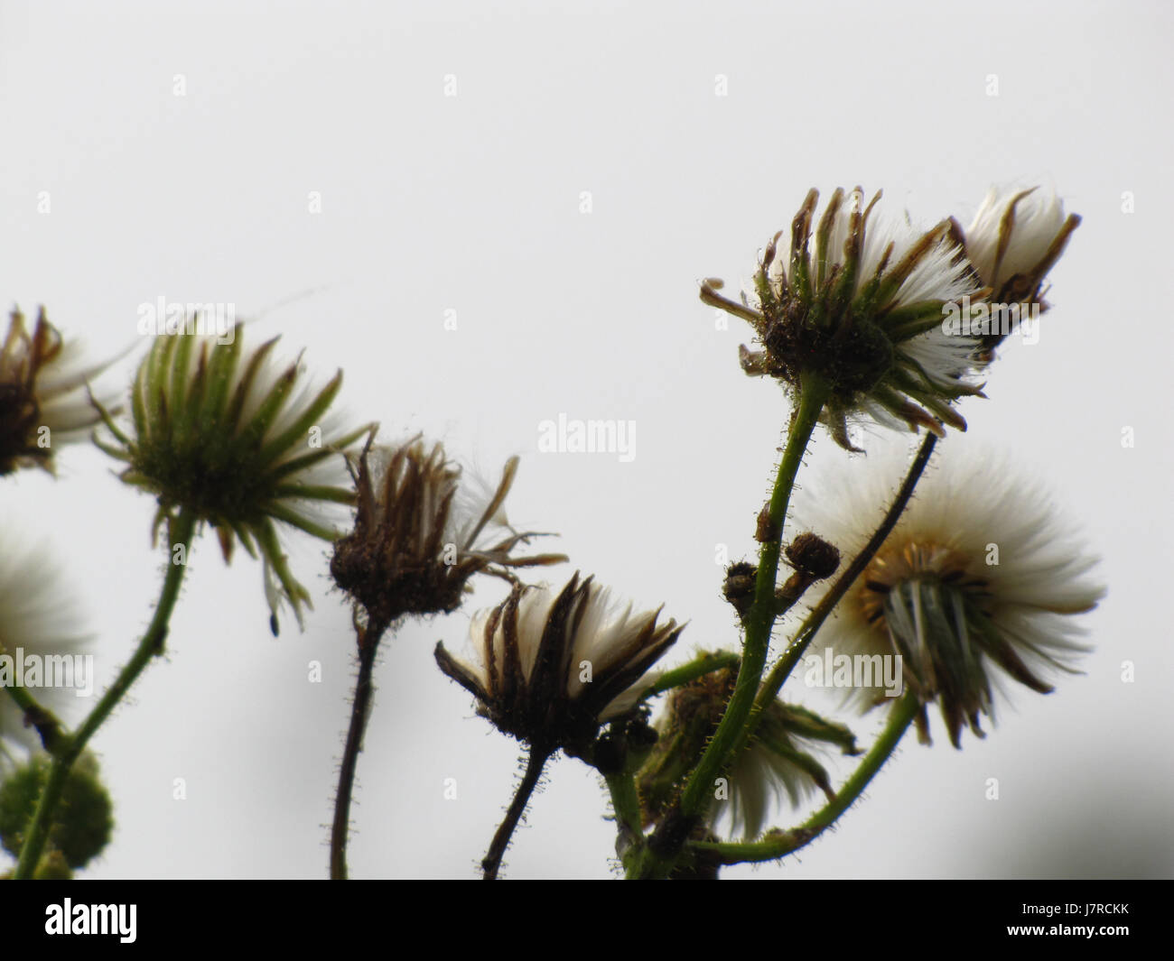 Digby nova scotia hi-res stock photography and images - Alamy