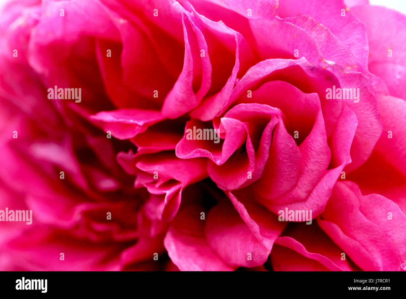 Closeup pink rose bud hi-res stock photography and images - Alamy