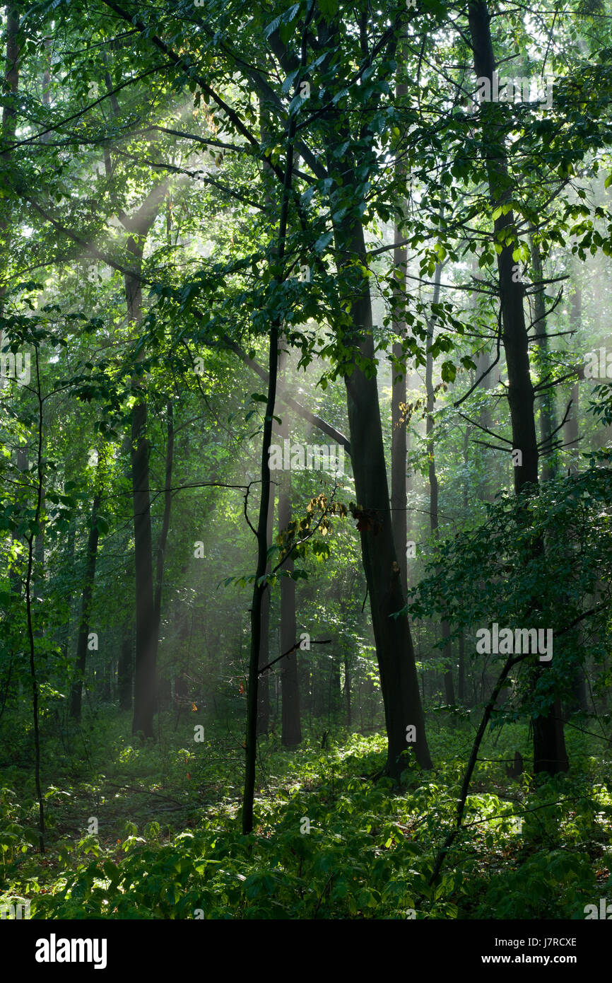 Dark morning glory hi-res stock photography and images - Alamy