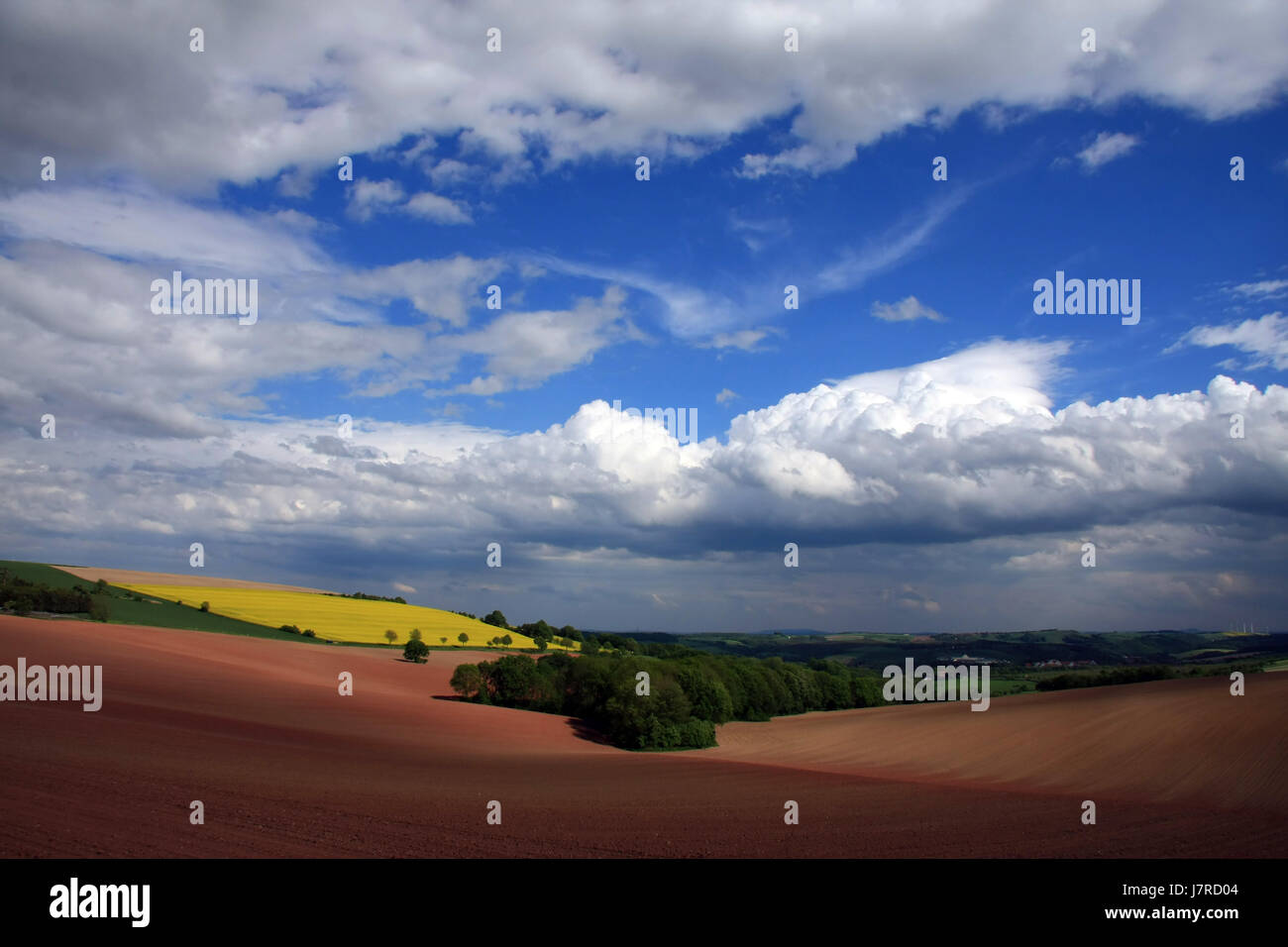 bloom blossom flourish flourishing coleseed spring May scenery ...