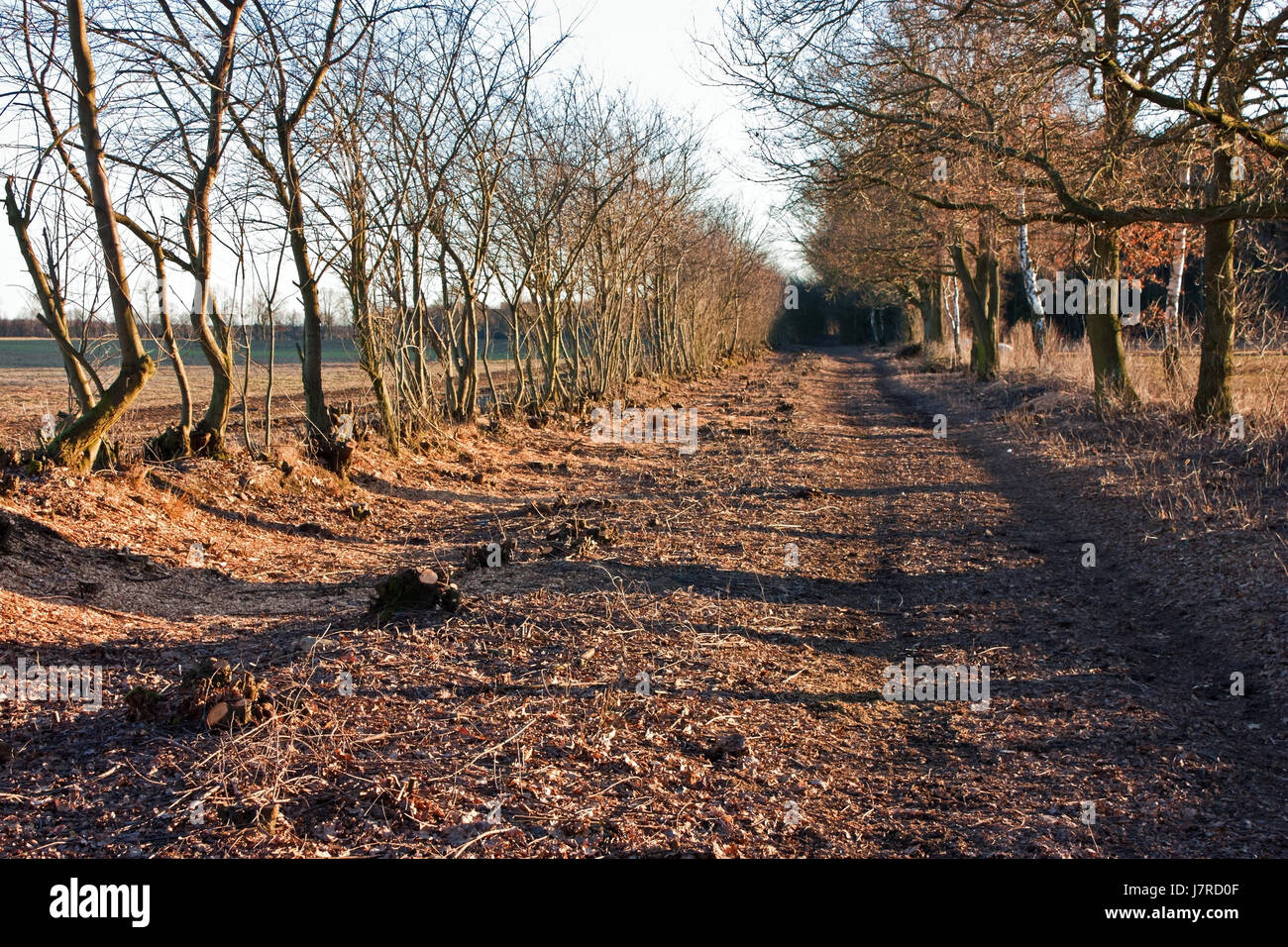 of felled way Stock Photo - Alamy