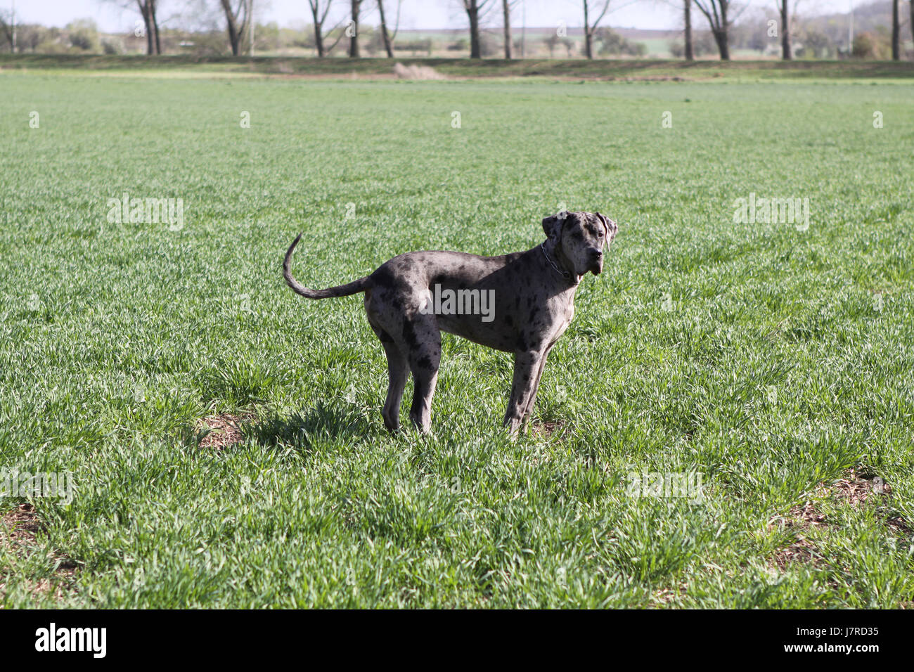 animal pet dog faithful spotted mastiff spot blot animal pet mammal ...