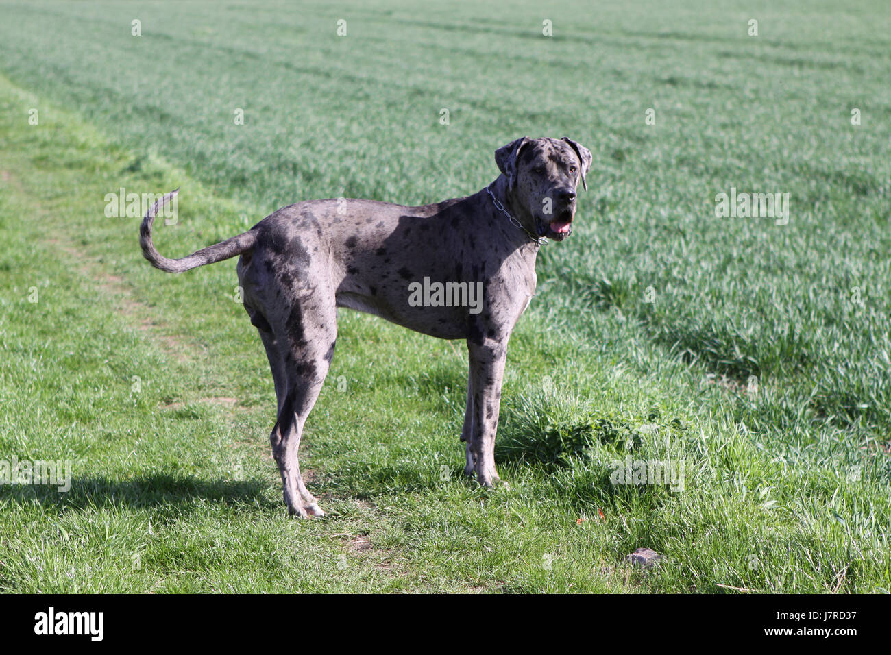 animal pet dog faithful spotted mastiff spot blot animal pet mammal ...